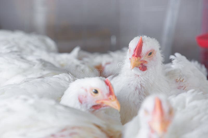 Chicken and Chicken Production at the Poultry Farm Stock Photo - Image ...
