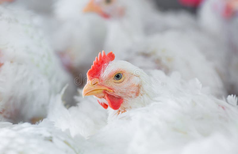 Chicken and Chicken Production at the Poultry Farm Stock Image - Image ...