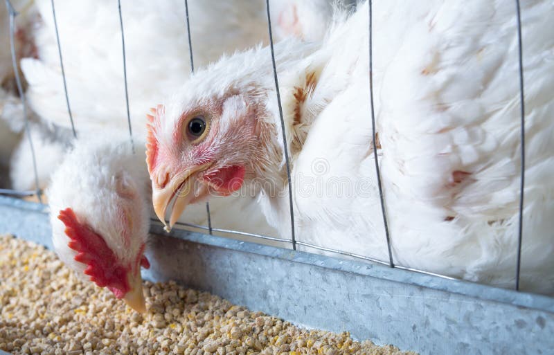 Chicken and Chicken Production at the Poultry Farm Stock Photo - Image ...