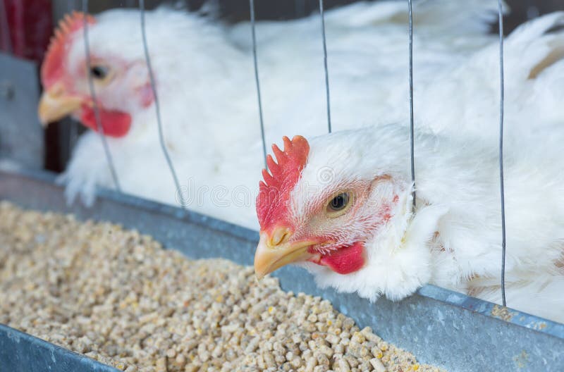 Chicken and Chicken Production at the Poultry Farm Stock Image - Image ...