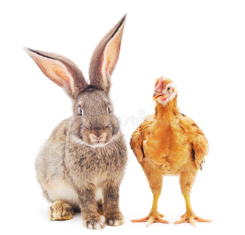 Chicken with rabbit stock photo. Image of little, agriculture - 144035688