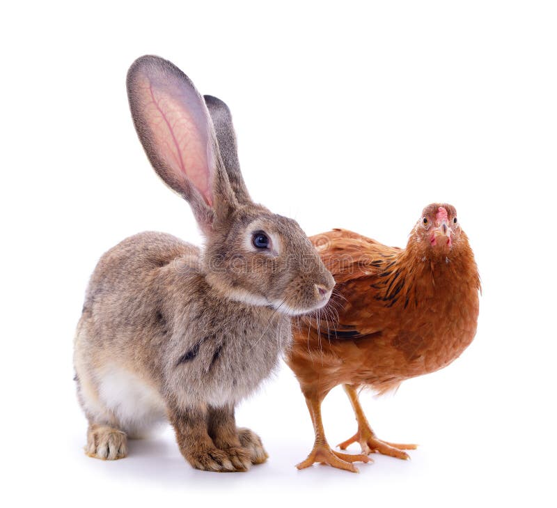 Chicken with rabbit stock photo. Image of little, agriculture - 144035688