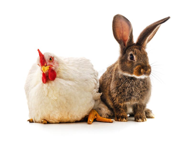 1,264 Rabbit Chicken Little Photos - Free & Royalty-Free Stock Photos ...