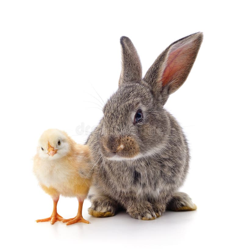 Rabbit And Chicken Friends at Tammy Pough blog