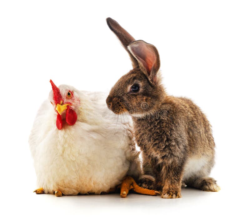 1,264 Rabbit Chicken Little Photos - Free & Royalty-Free Stock Photos ...