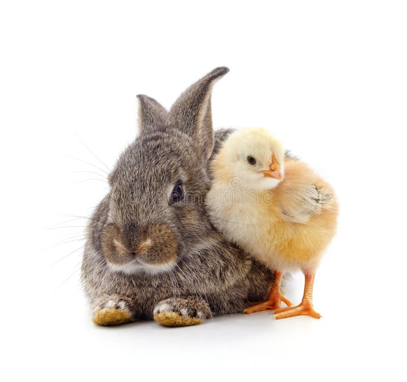 Chicken and rabbit stock photo. Image of bunny, livestock - 230413948