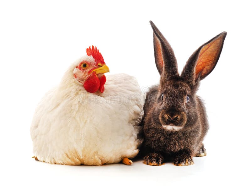 Chicken and rabbit stock image. Image of beautiful, affectionate ...