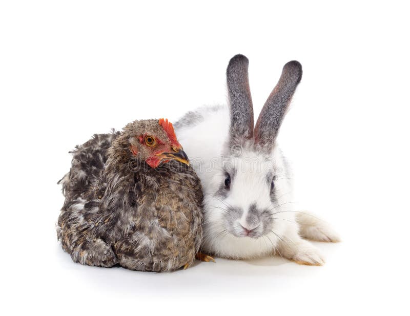 Chicken with rabbit stock photo. Image of little, agriculture - 144035688