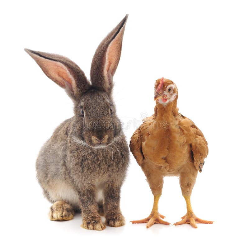 Chicken with rabbit. stock photo. Image of favorite - 114958394