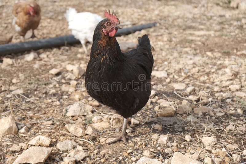 A Chicken Raised in a Natural Village Environment Stock Photo - Image ...