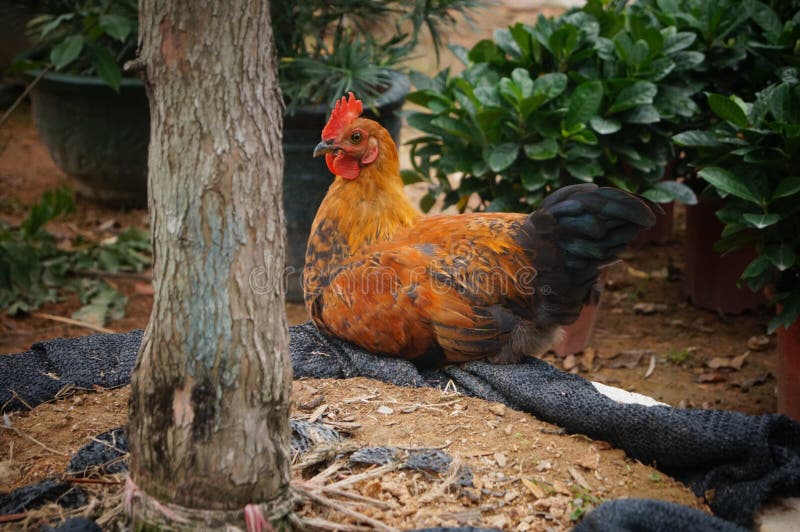 Chickens Reared in the Home Garden Stock Photo - Image of house, feed ...