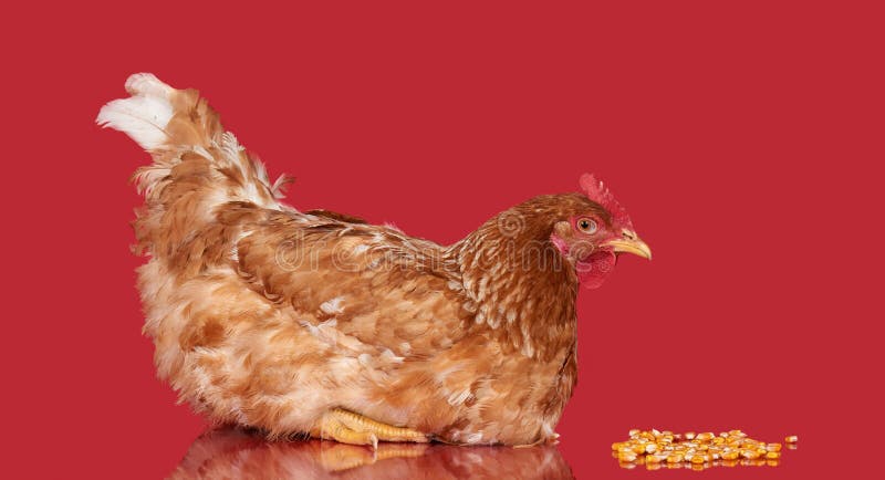 Chicken on Red Background Side View, Object, One Closeup Animal Stock ...