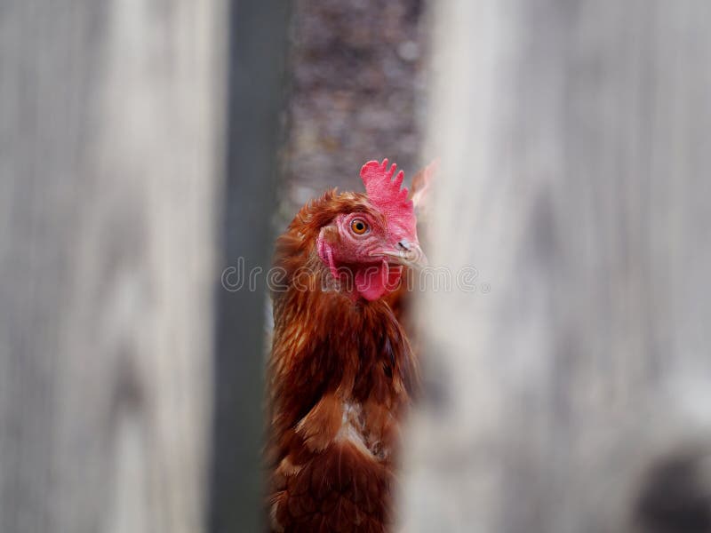 Chicken, Red, Beak, Galliformes Picture. Image: 106444825