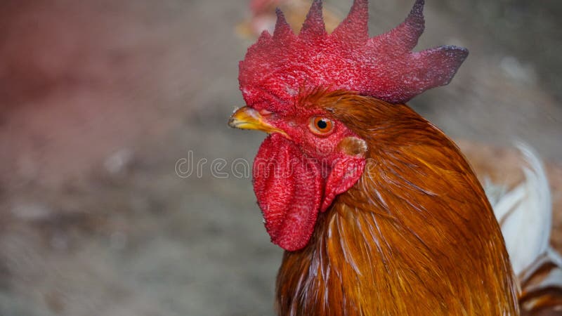 Chicken, Red, Beak, Rooster Stock Photo - Image of chicken, galliformes ...