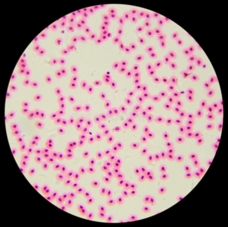 Chicken Red Blood Cells Under a Microscope (blood Smear Chicken) Stock ...