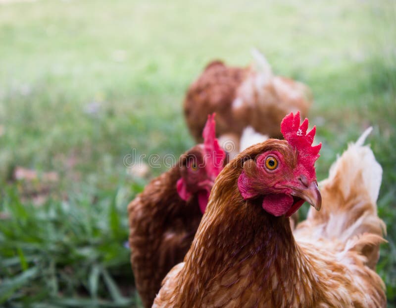 Chicken with Red Crest and a Beautiful Brown Plumage Stock Image ...
