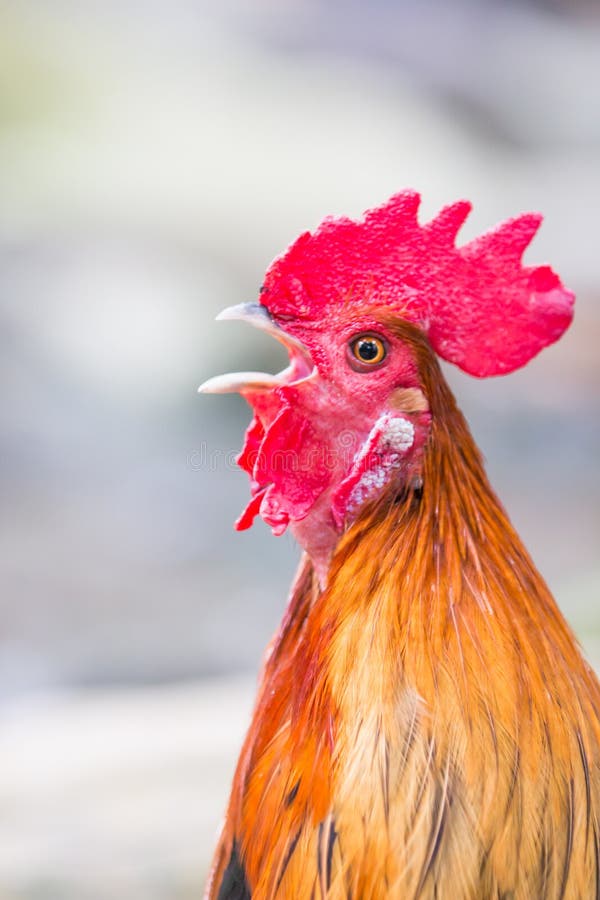 Chicken stock image. Image of poultry, farming, farmyard - 45991161