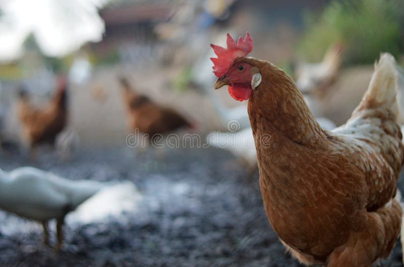 Chicken with Red Head in the Farm Stock Image - Image of vegan, detail ...