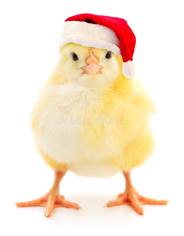 Chicken in a Red Santa Claus Hat. Stock Image - Image of animals ...
