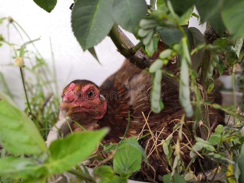 Chicken rest behind tree stock image. Image of tree - 147761849