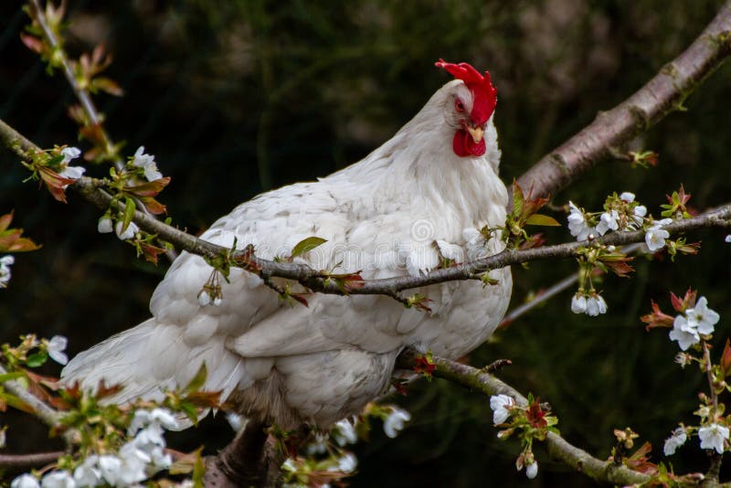 Chicken Resting in a Cherry Tree Stock Photo - Image of flower, bird ...