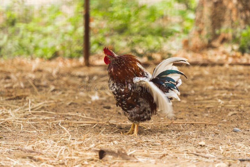 Chicken resting in a farm stock photo. Image of cockerel - 139131600