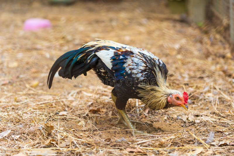 Chicken resting in a farm stock image. Image of meat - 139131609