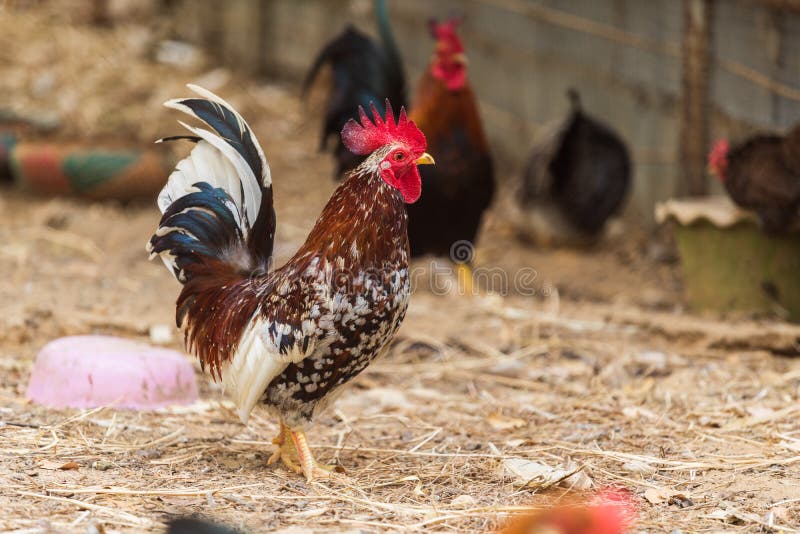 Chicken resting in a farm stock photo. Image of cockerel - 139131648
