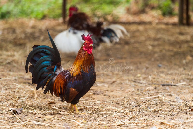 Chicken resting in a farm stock photo. Image of field - 139624016