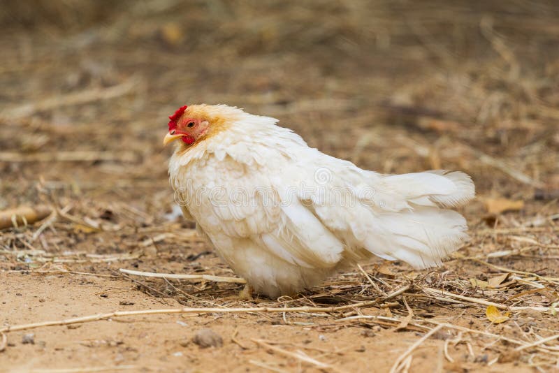 Chicken resting in a farm stock image. Image of head - 139131603