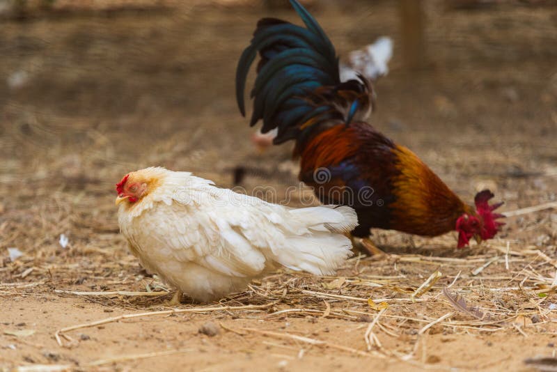 Chicken resting in a farm stock photo. Image of animal - 139131606