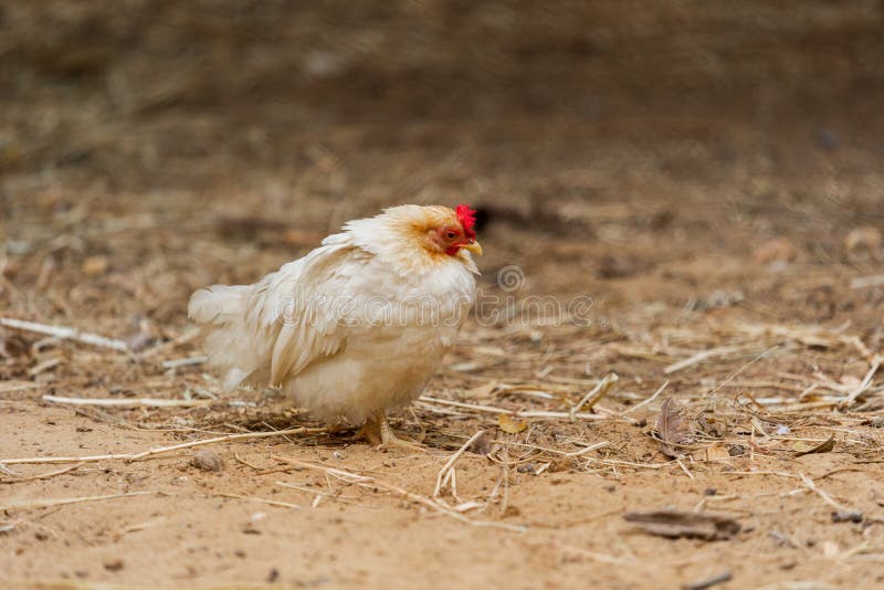 Chicken resting in a farm stock photo. Image of beak - 139131612