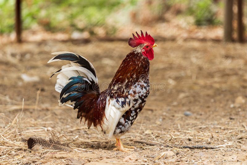 Chicken resting in a farm stock image. Image of chickens - 139131627