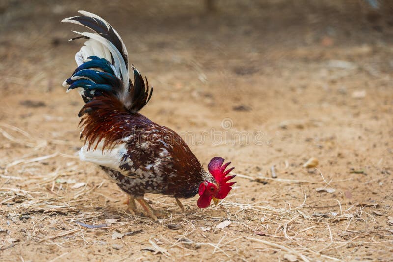 Chicken resting in a farm stock image. Image of hens - 139131651