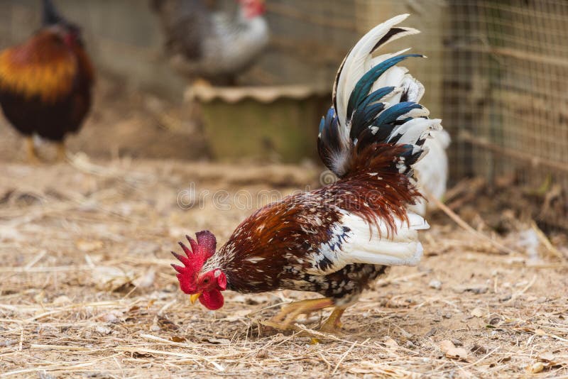 Chicken resting in a farm stock image. Image of farming - 139131653
