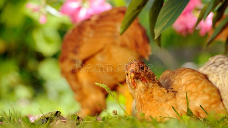 Chickens Resting Under Peony Bush Stock Photo - Image of farming ...