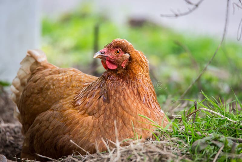 Chicken stock image. Image of animals, fauna, birds, nesting - 56522511