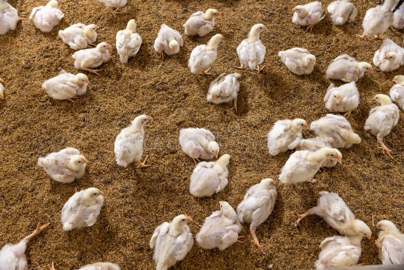 Chicken Resting and Relax in Close Farm, Temperature and Light Control ...