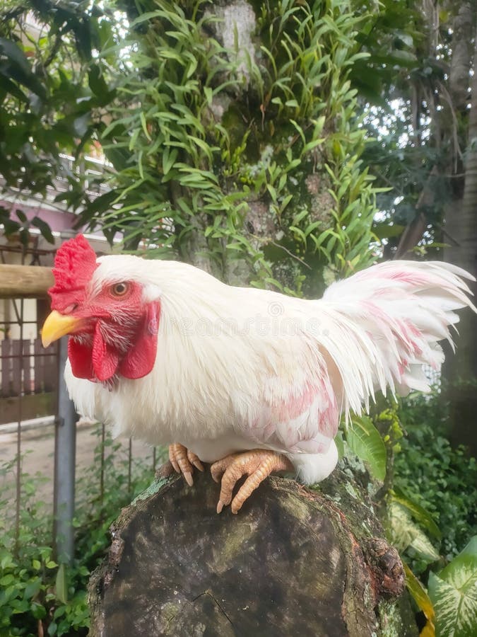 The Chicken is Resting on a Tree Trunk that Has Been Cut Stock Photo ...
