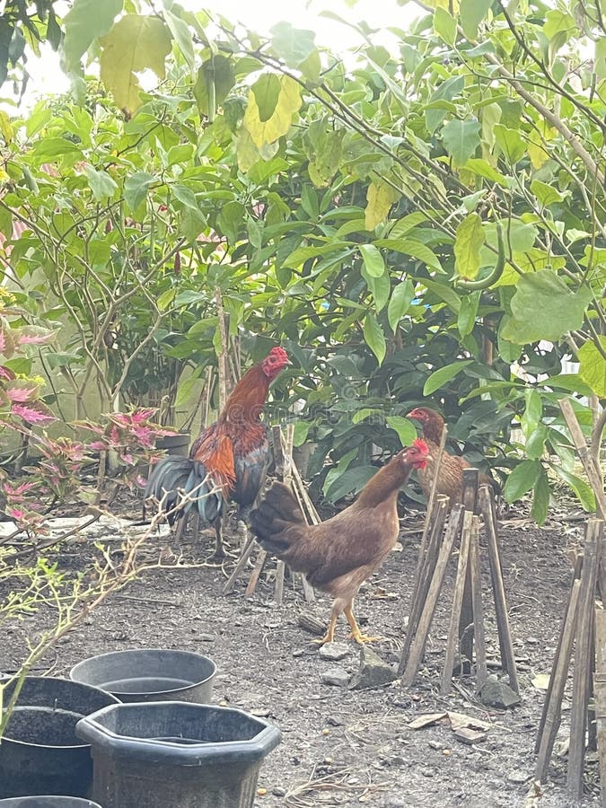 Chicken Roaster stock image. Image of agriculture, backyard - 261947347