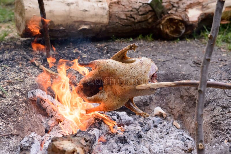 Chicken Roasting Over Open Camp Fire Stock Image - Image of camping ...