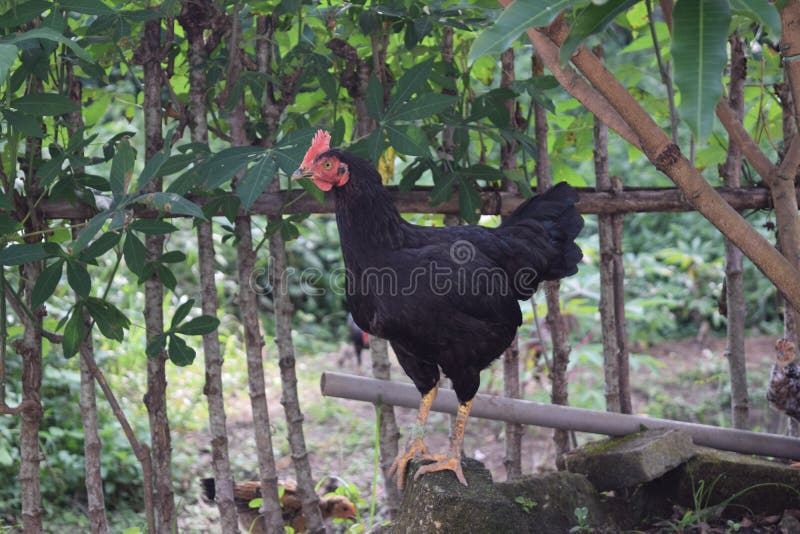 Chicken rock stock photo. Image of chickens, green, rock - 93569786