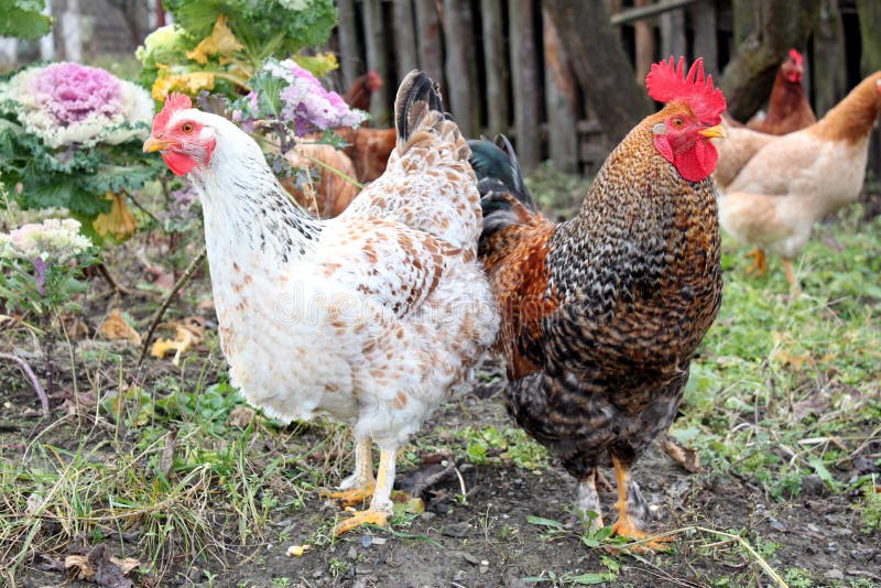 Chicken and rooster stock image. Image of birds, nature - 17390871