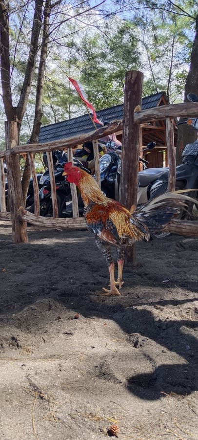Chicken Rooster at beach stock photo. Image of potrait - 373431118