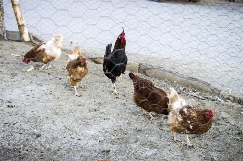 Chicken and Rooster, Chicken and Rooster in a Cluster Stock Photo ...