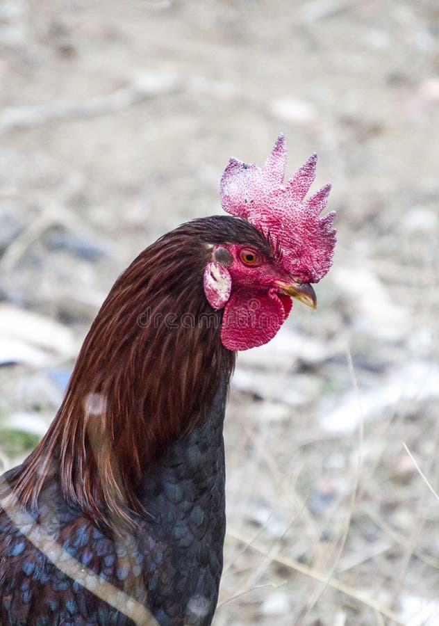 Chicken and Rooster, Chicken and Rooster in a Cluster Stock Image ...