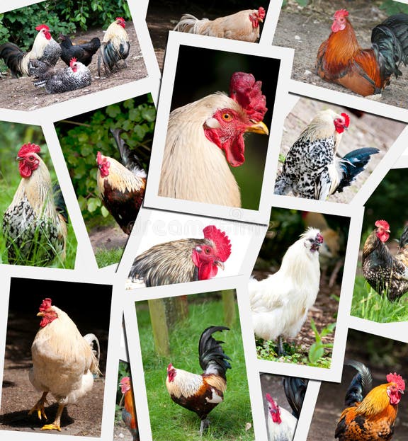 Chicken rooster collage stock image. Image of farm, poultry - 25502083
