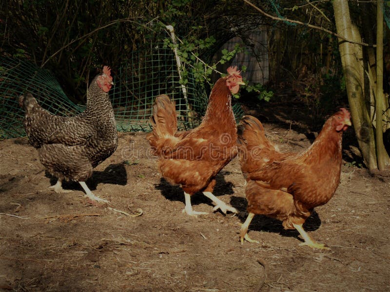 Chicken and Rooster in the Countryside Stock Photo - Image of rooster ...
