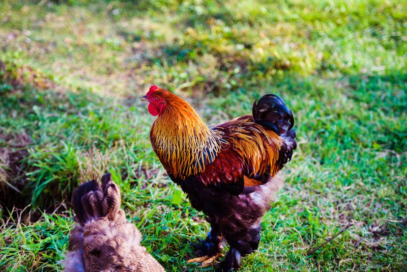 Chicken and Rooster on a Farm Stock Image - Image of organic, feather ...
