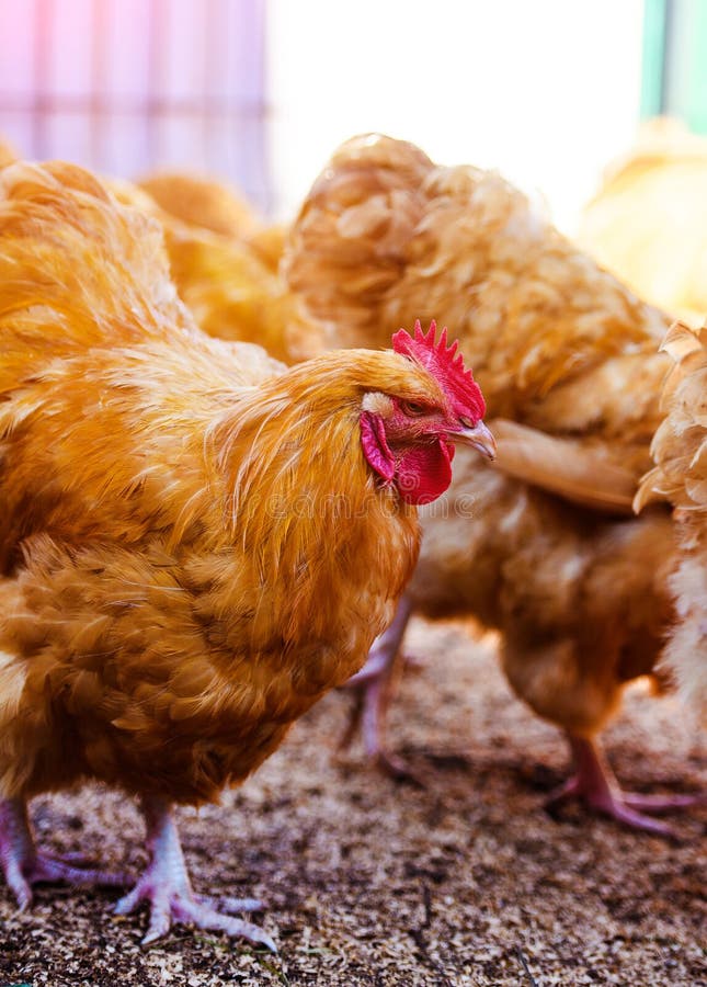 Chicken and Rooster on a Farm Stock Image - Image of male, head: 173258419